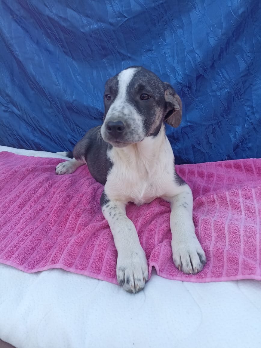 welpen (6) – Tierheim Weinheim