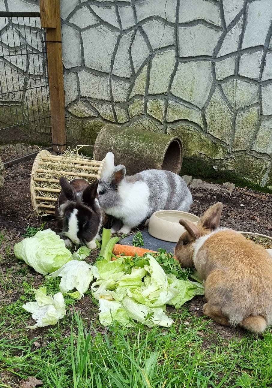 Peter, Lisa, Manni – Tierheim Weinheim