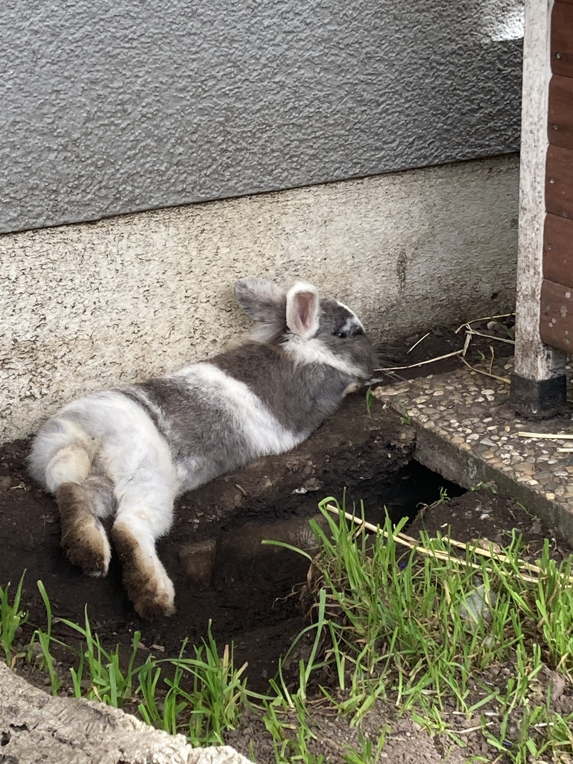 Petra, Manni, Lisa (2) – Tierheim Weinheim