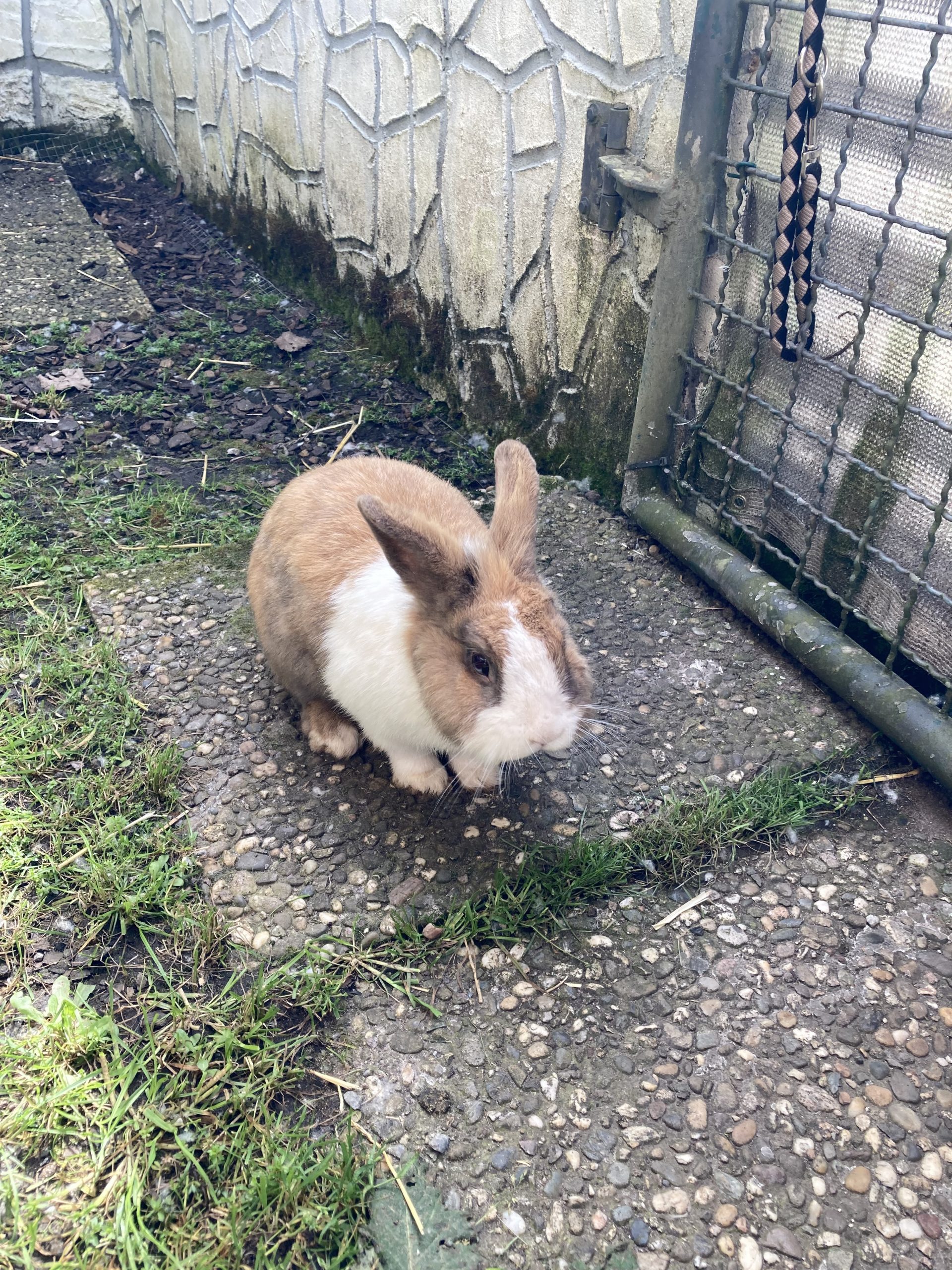 Petra, Manni, Lisa (3) – Tierheim Weinheim